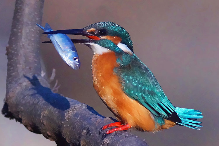 カワセミ 獲物をゲット 2014